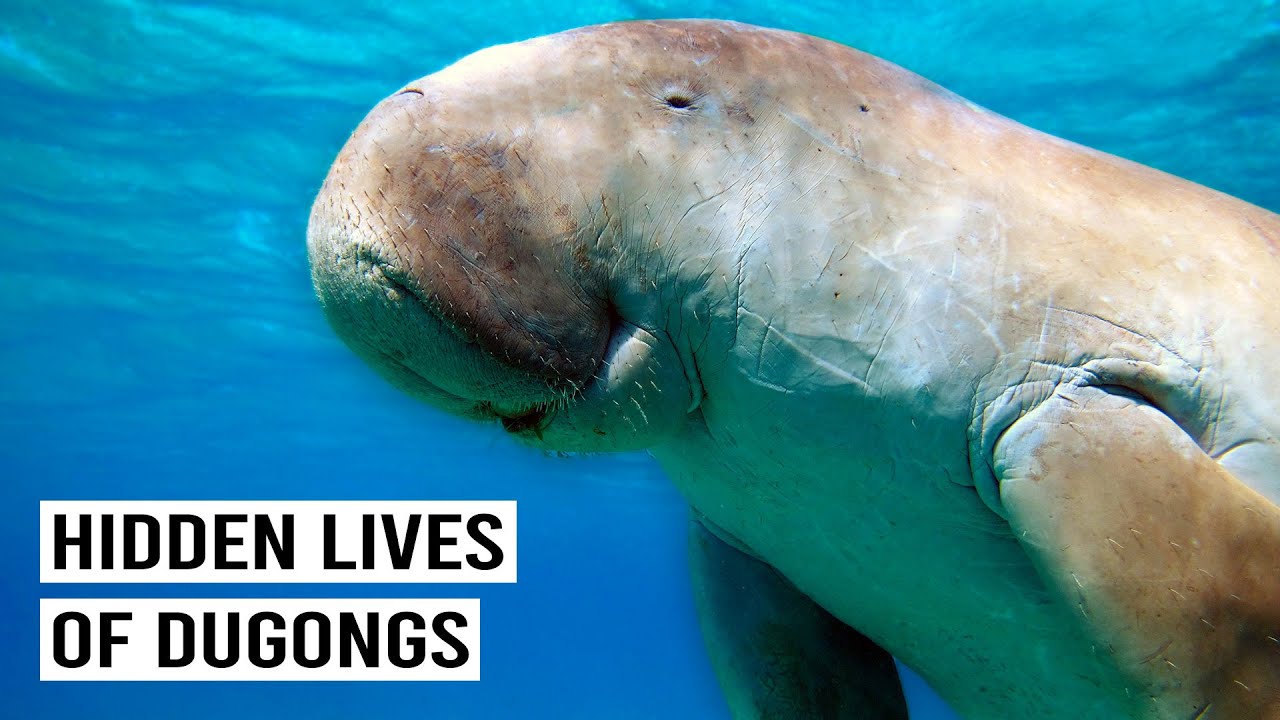 Dugong Enigma: From Mermaid Myth to Reality - YouTube
