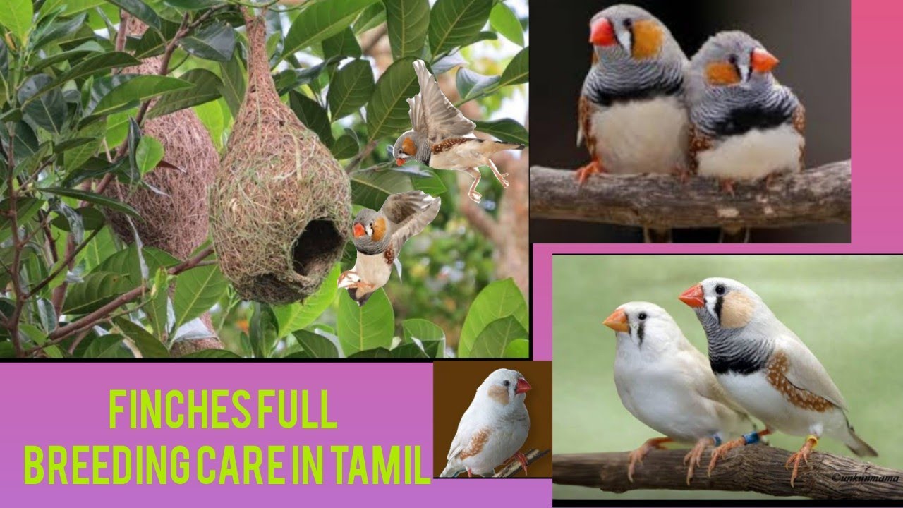 Finches full breeding care||Tamil||NK BIRD farm|| - YouTube