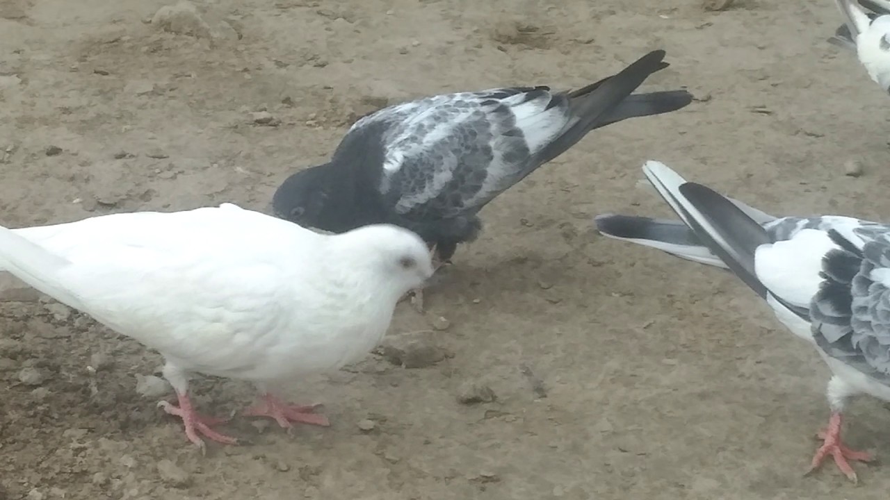 Training high flying pigeons-letting your pigeons out side the loft -6. ...