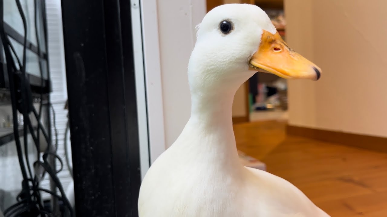 Our Dearest Moko - YouTube