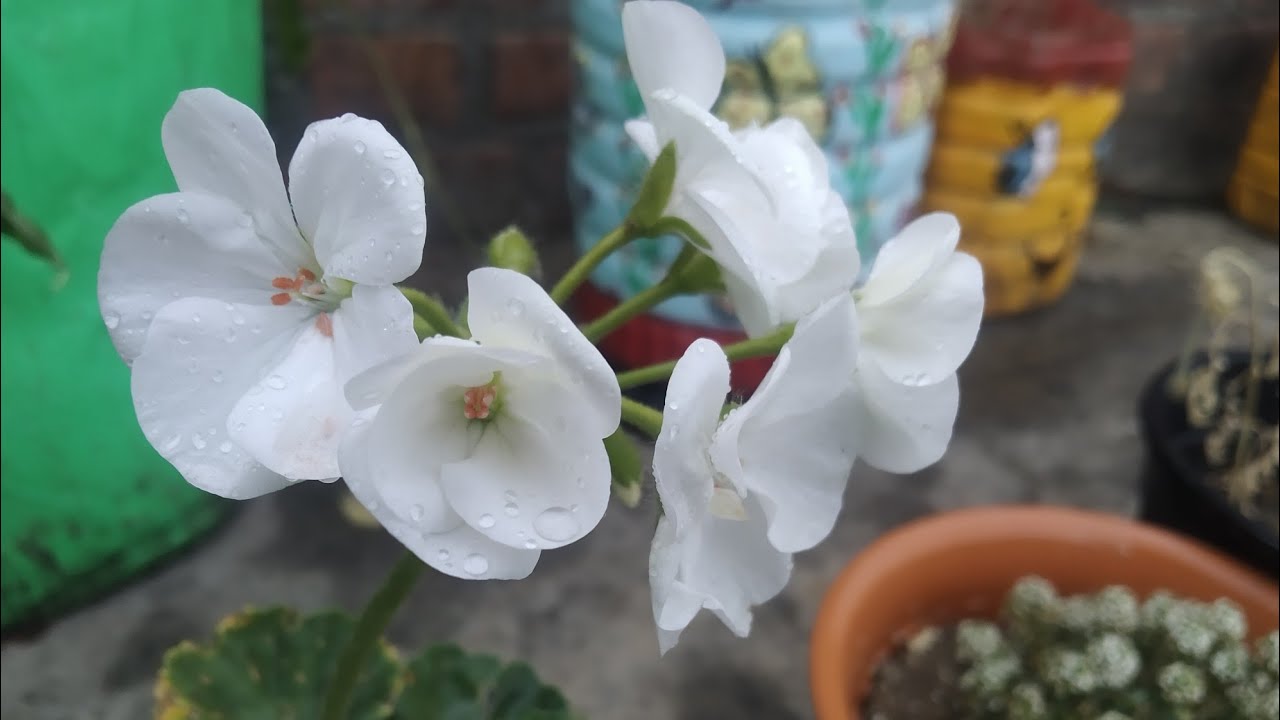 Bageecha pyaar wala beautiful flowering plants || beautiful vegetable ...