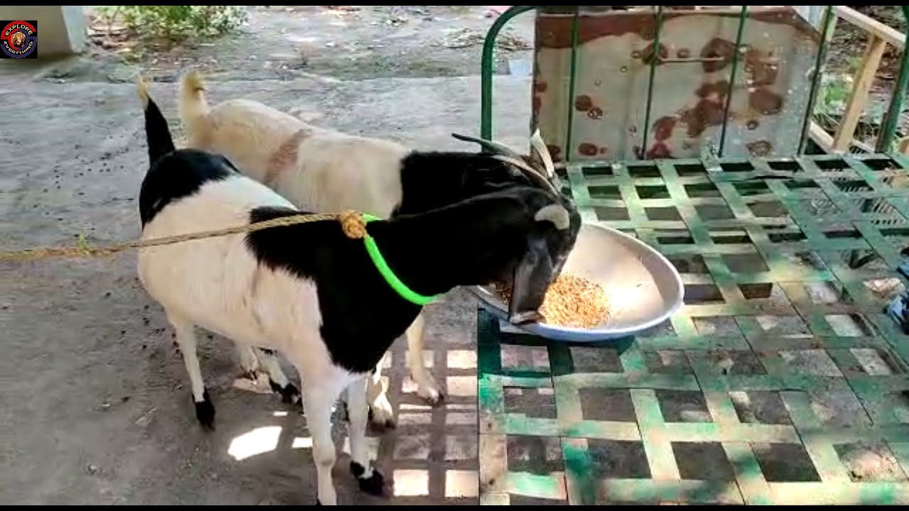 Boer Cross Gaban Kokan set female available ZFK Goat farm roha - YouTube