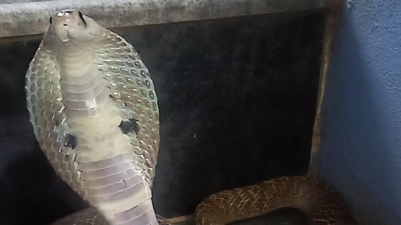 ladies hostel KMC Hubli - YouTube