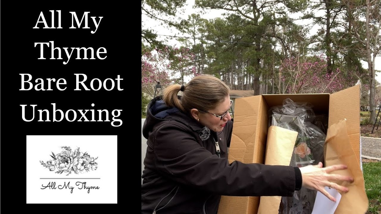 🌹 All My Thyme Bare Root Rose Unboxing // Jalbert Roses // Multiflora ...