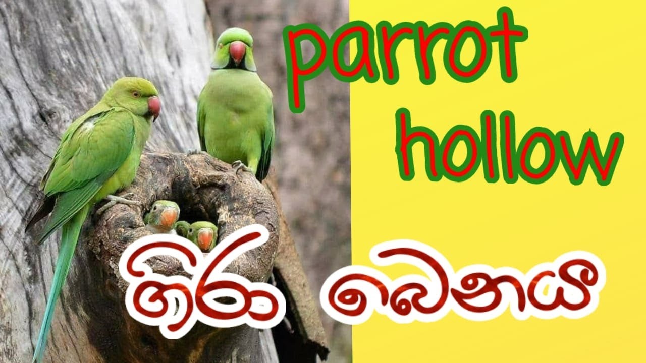 Parrot Hollow | Parrot Nest | Parrots | Birds | Nest | Sith Rata - YouTube