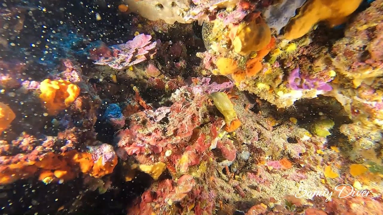 Samiy Diver chasing the Golden Sea Slug - YouTube