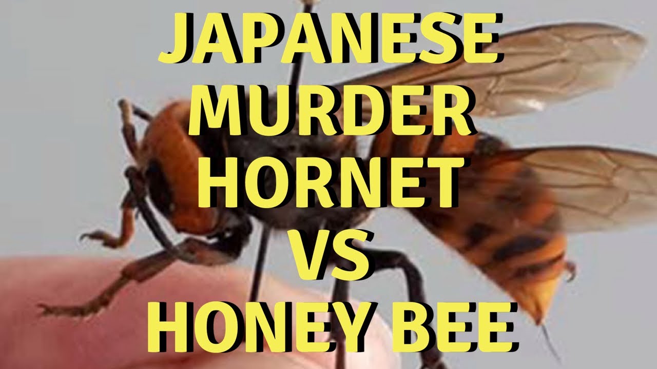 Giant Japanese Murder Hornet Killed by Honey Bees! #MurderHornet - YouTube