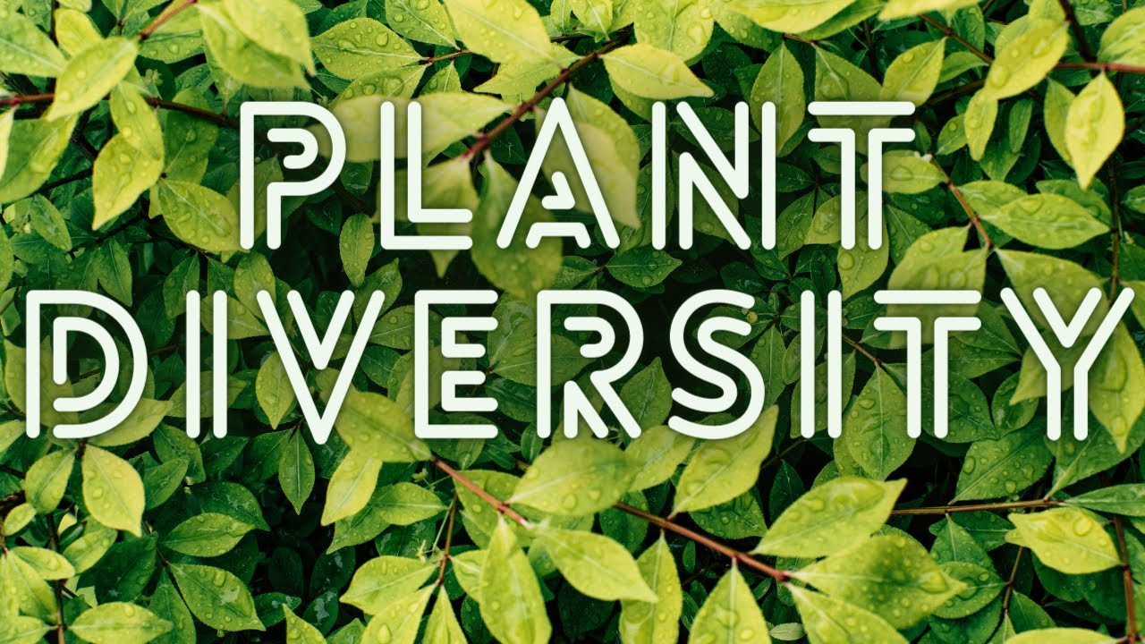 Grade 8 - Science - Plants - English medium - YouTube