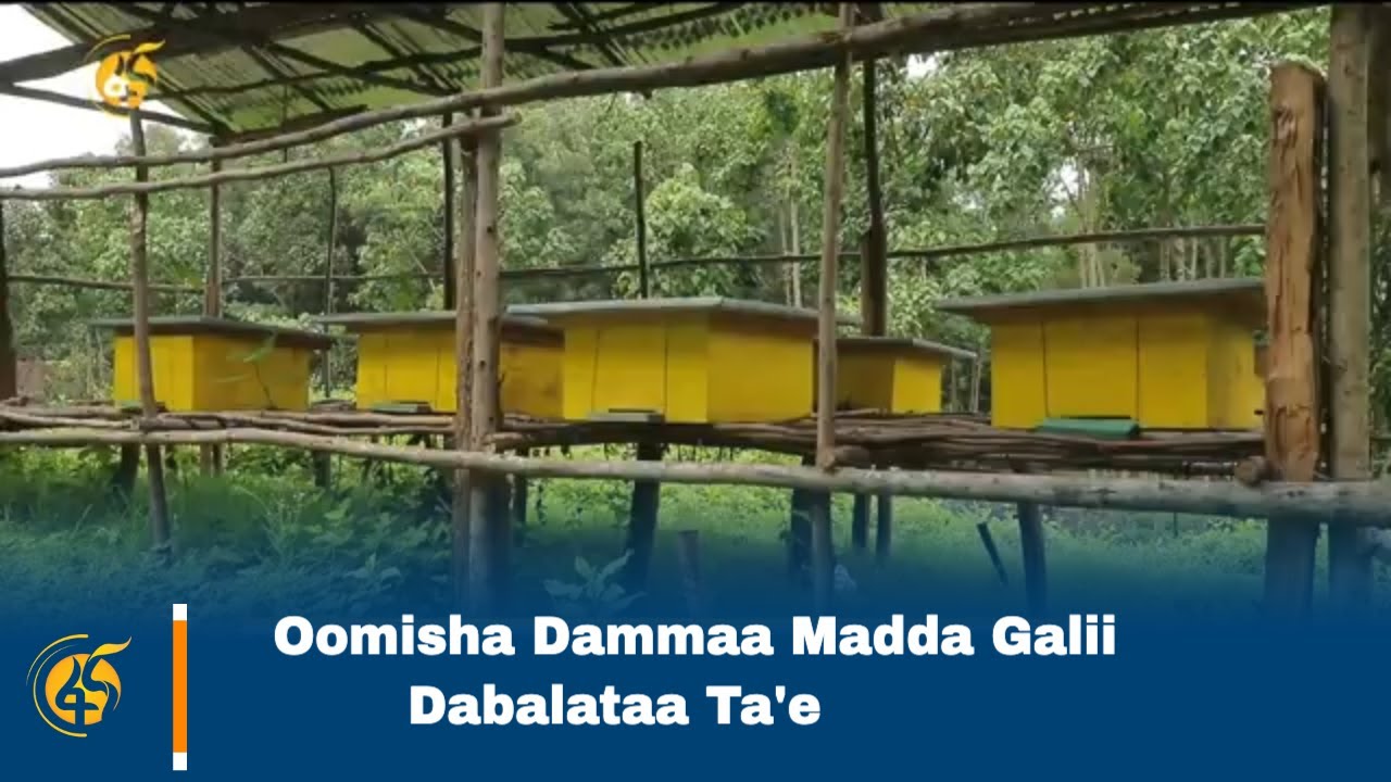 Oomisha Dammaa Madda Galii Dabalataa Ta'e - YouTube