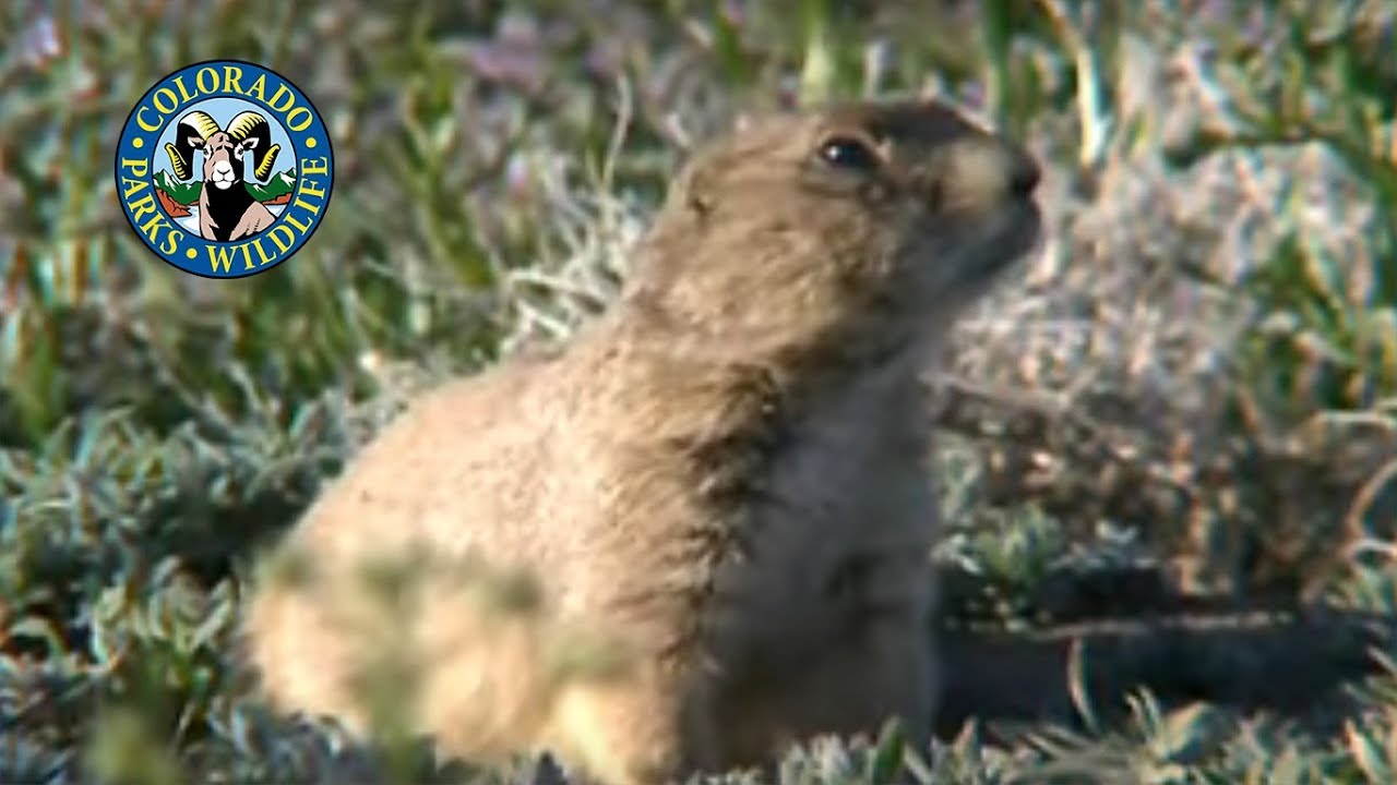 Prairie Dogs in Colorado - YouTube