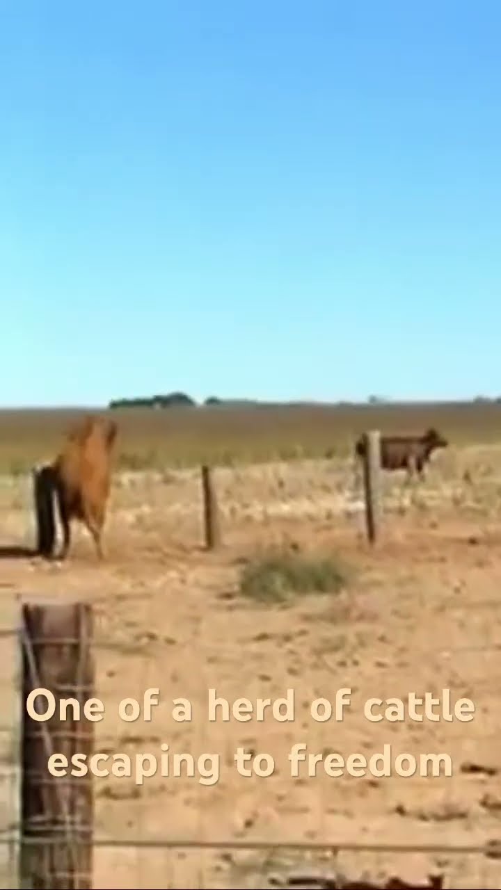 One of a herd of cattle escaping from a field - YouTube