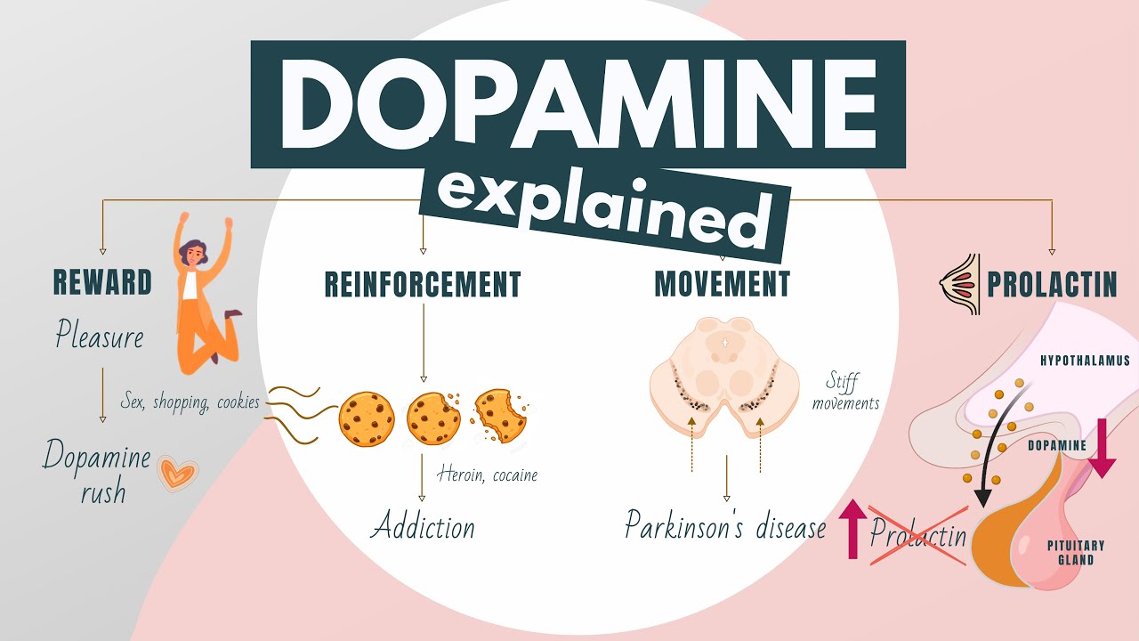 Role Of Dopamine In The Brain Neurotransmitters Explained YouTube