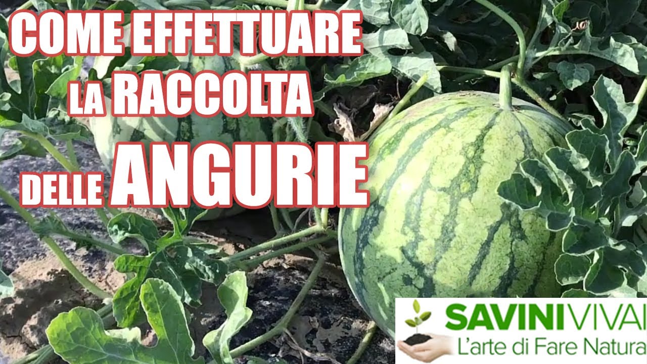 Come raccogliere le angurie senza sbagliare la maturazione - YouTube