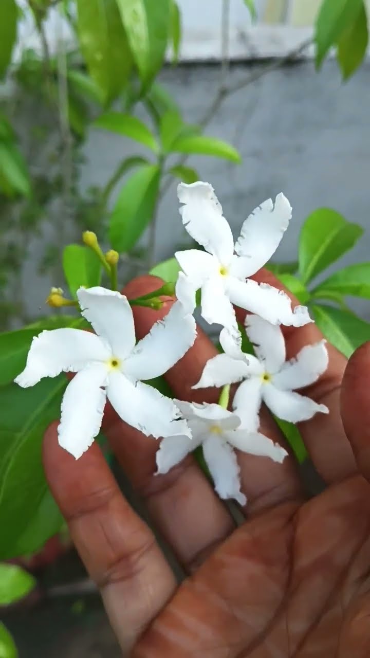 Kund keshwar Mahadev ke naam Ek Safed Pushp Chadha do # manokamna purn ...