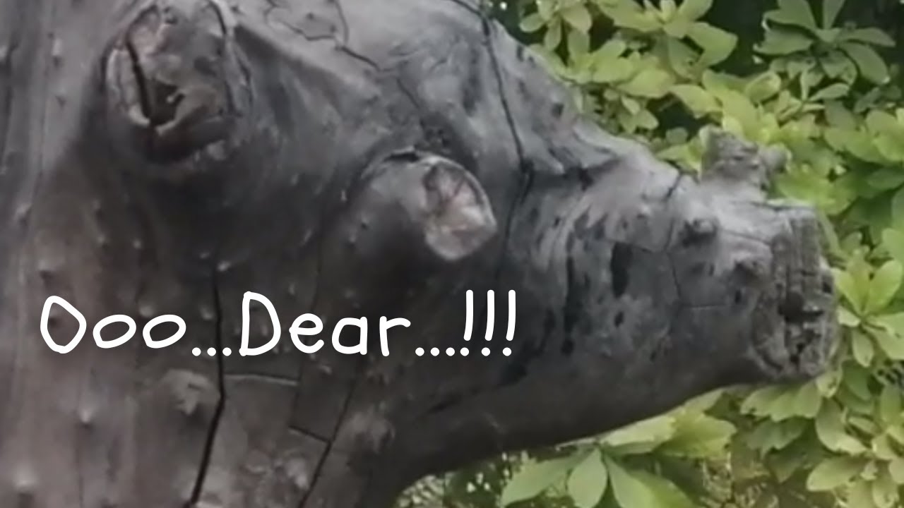 A natural shape of a dear - YouTube