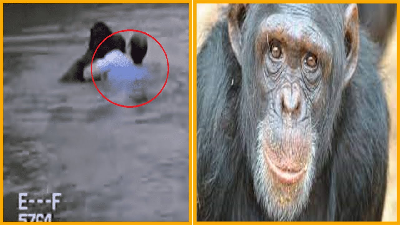 Truck Driver Jumps Into Forbidden Zoo Enclosure To Save A Drowning ...