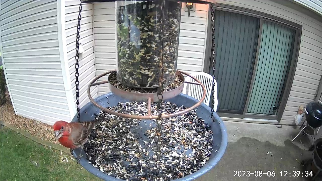 2023/08/06 - A very happy and healthy looking House Finch works the ...