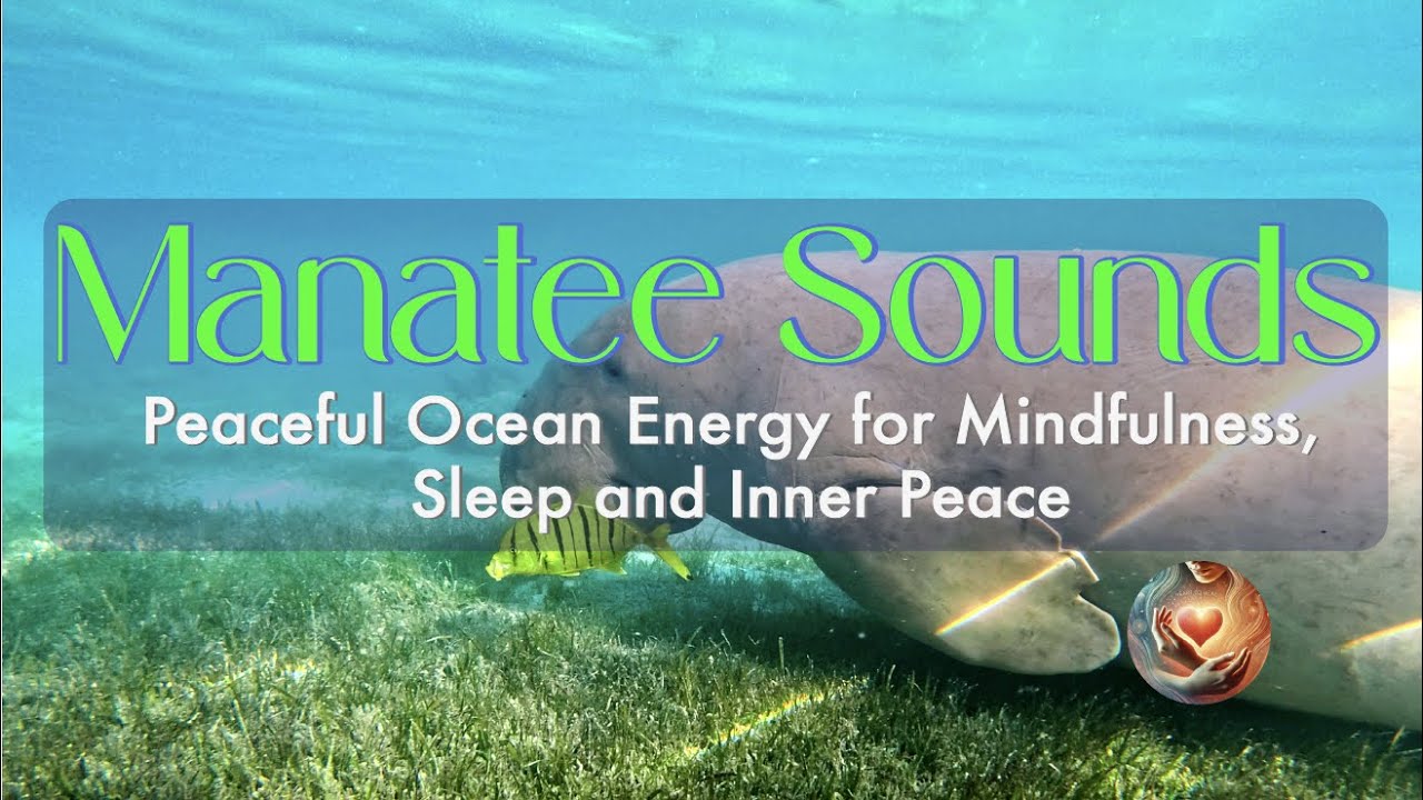🌊 Manatee Sounds: Peaceful Ocean Energy for Mindfulness, Sleep and ...