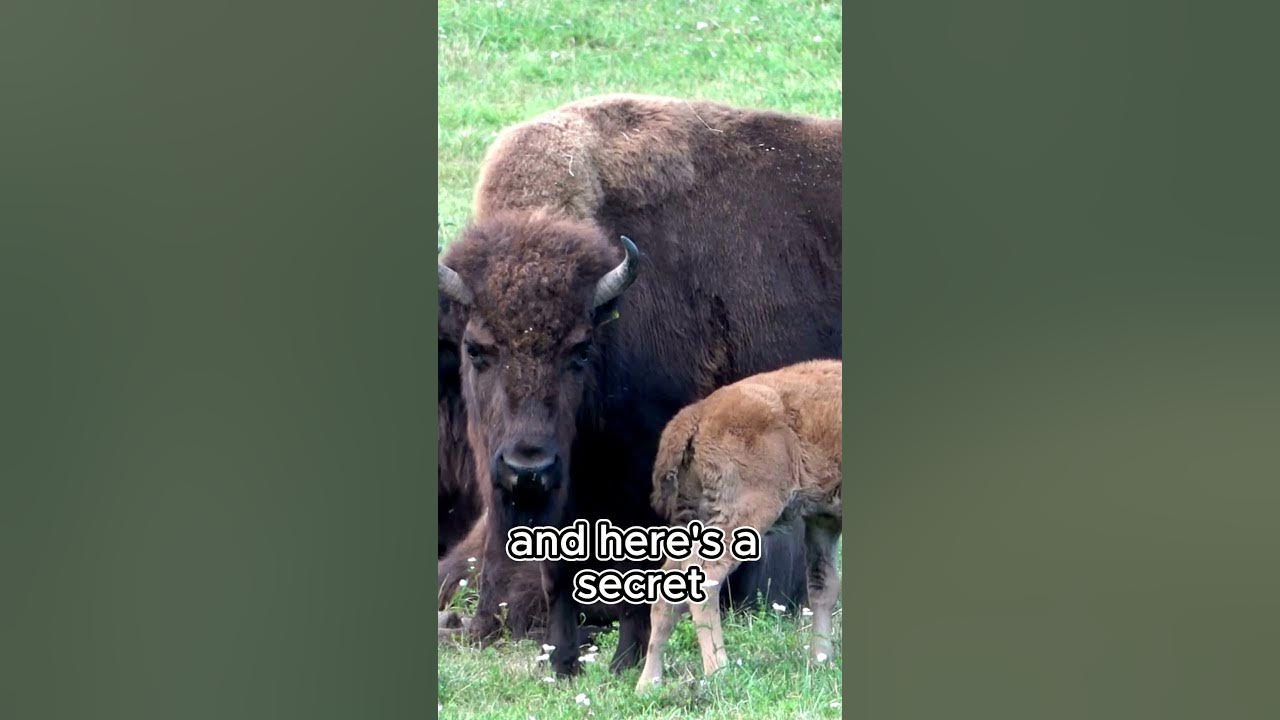 3 Crazy Animal Facts You Didn t Know About 11 YouTube 3-crazy-animal-facts-you-didn-t-know-about-11-youtube