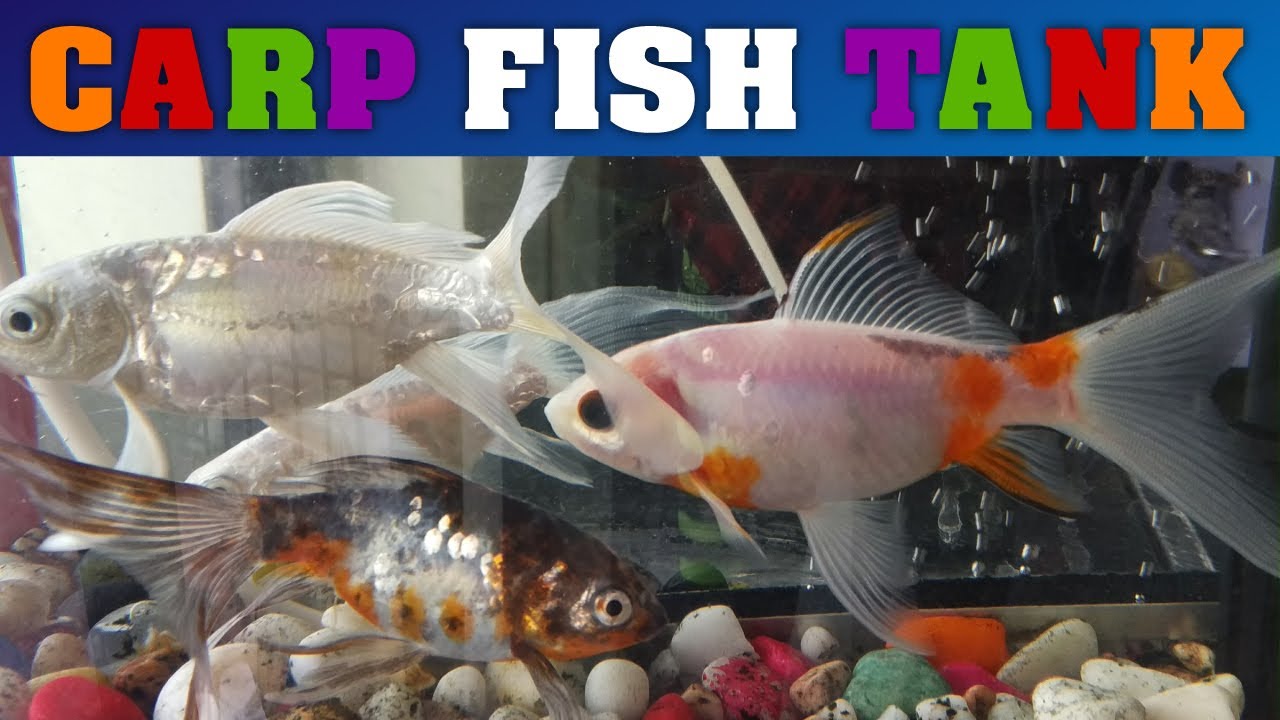 Winter Carp Fishing | Carp Fish Tank 2021 | Carp Fish Tank Videos - YouTube