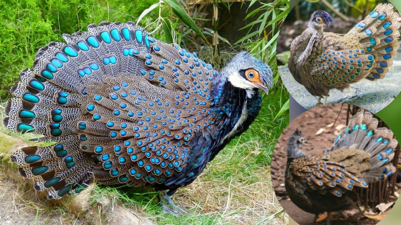 Malayan peacock-pheasant (Polyplectron malacense) also known as crested peacock-pheasant - YouTube