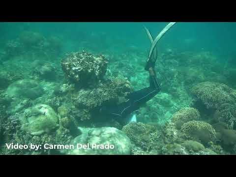 Mary Shodipo deploying and retrieving AudioMoth sound recorders in Danjugan Island, Philippines