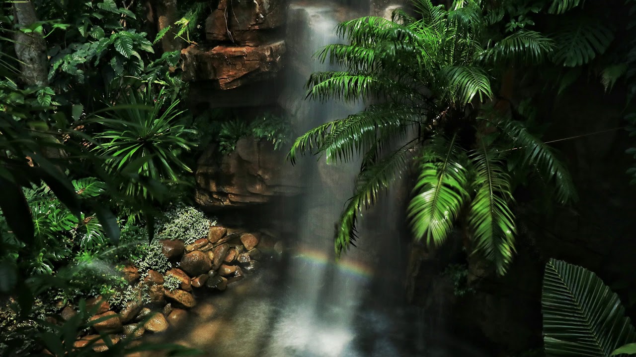 10h Jungle Atmosphere at Night - Relaxing Sound for Sleeping ...