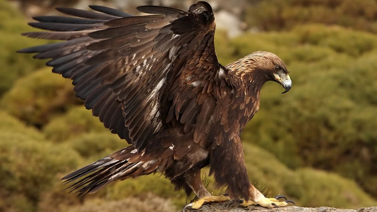 10 Wild Animals in Libya Part 2 - YouTube