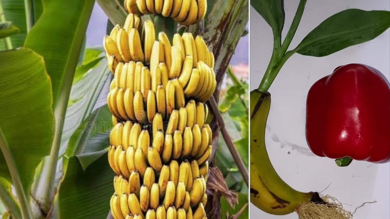 New crezy skills growing Banana tree from banana fruit with Simla ...
