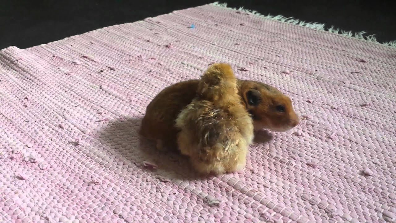Hamster and Chicken, special friends - YouTube
