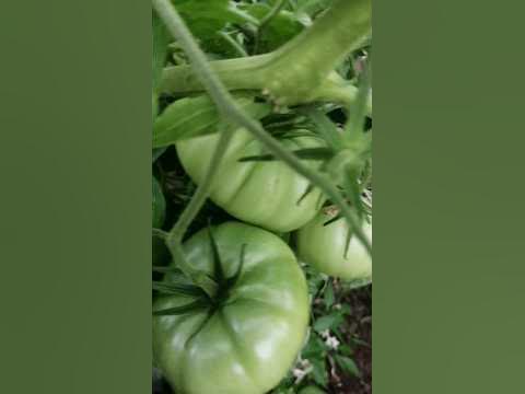 Томат Жрица. Семена Алтая. - YouTube