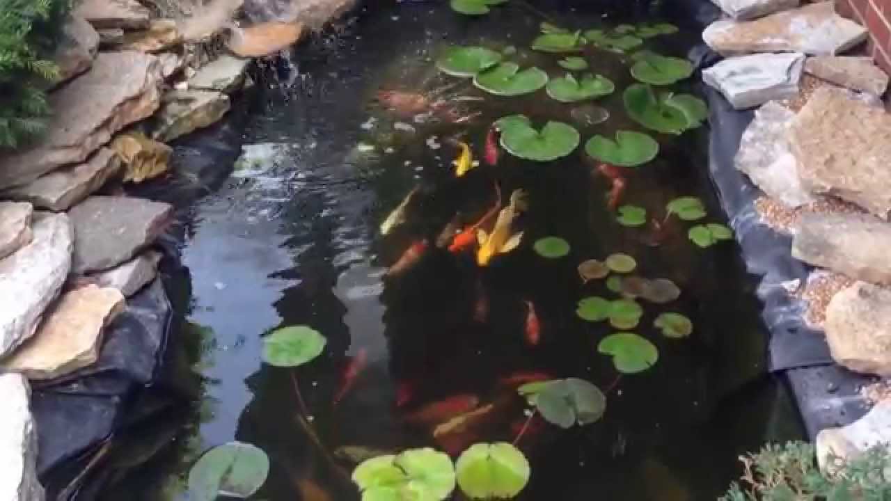 pond laguna 5000 waterfall filter deep front yard koi pond - YouTube