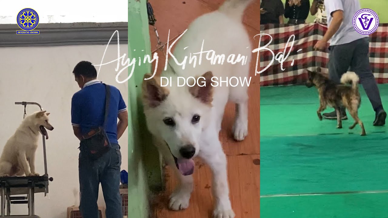 Anjing Kintamani Bali di Dog Show - YouTube
