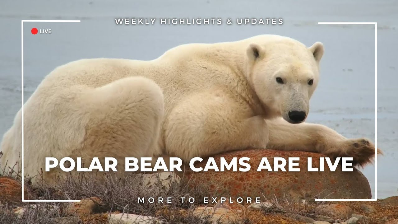 Polar Bear Cams are Live | More to Explore - YouTube