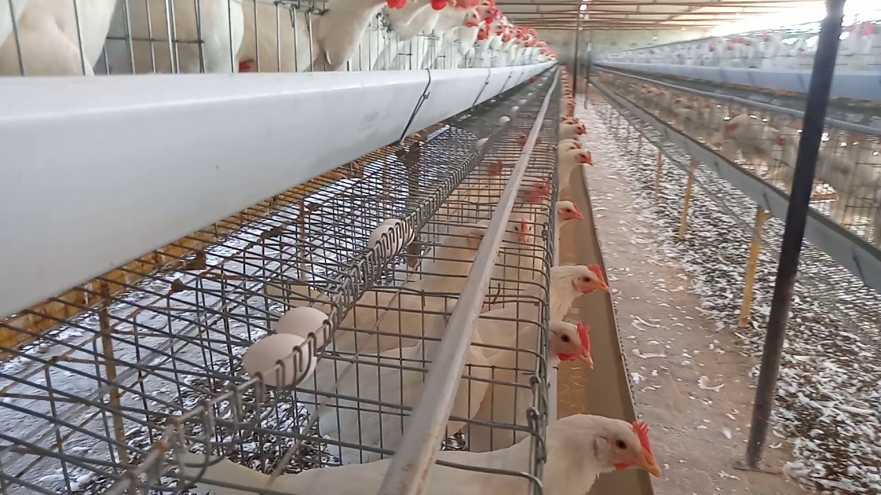 Layer poultry farm management - YouTube