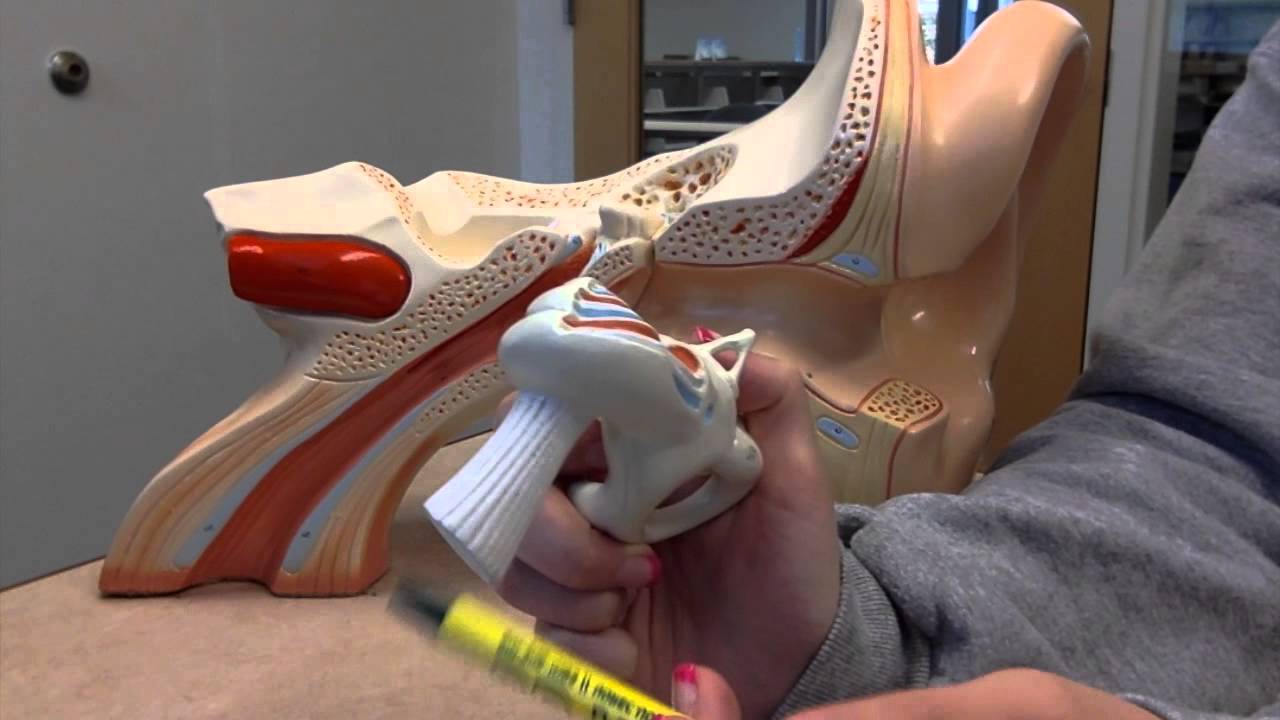 Ear Video Tour - YouTube
