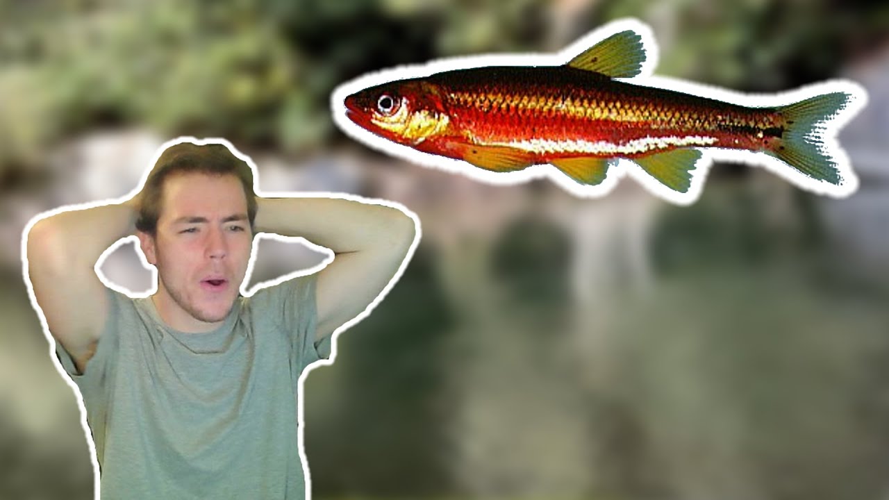 I found STUNNING fish in Tennessee - YouTube