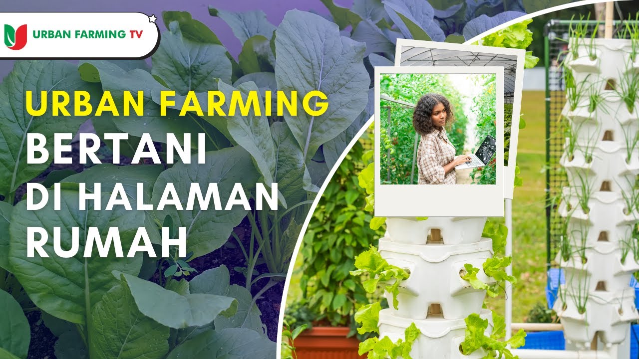 Urban Farming | Bertani Di Halaman Rumah | Tani Perkotaan # ...