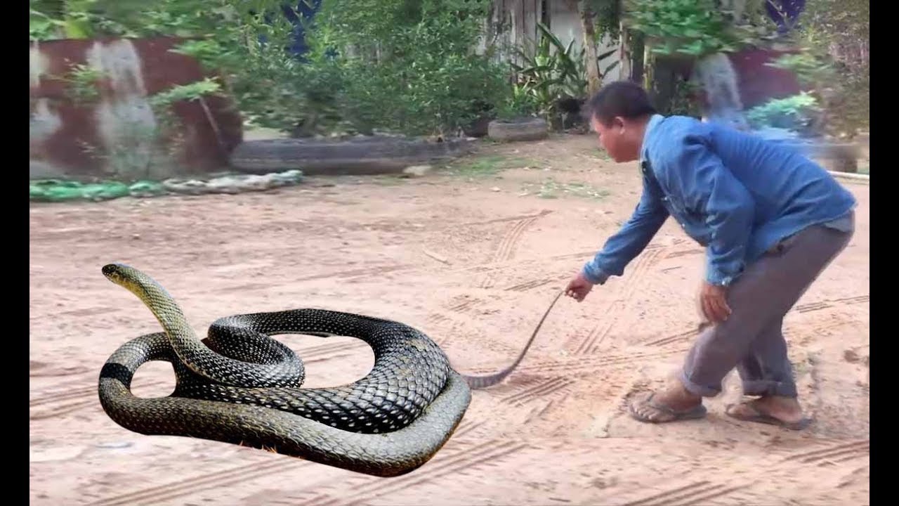 Awesome Quick - Catching snack - How to catch snack on the way near ...