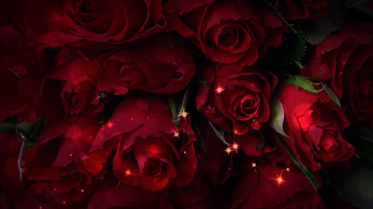 Best Rose Flower Background Video For Wedding Invitation Background ...