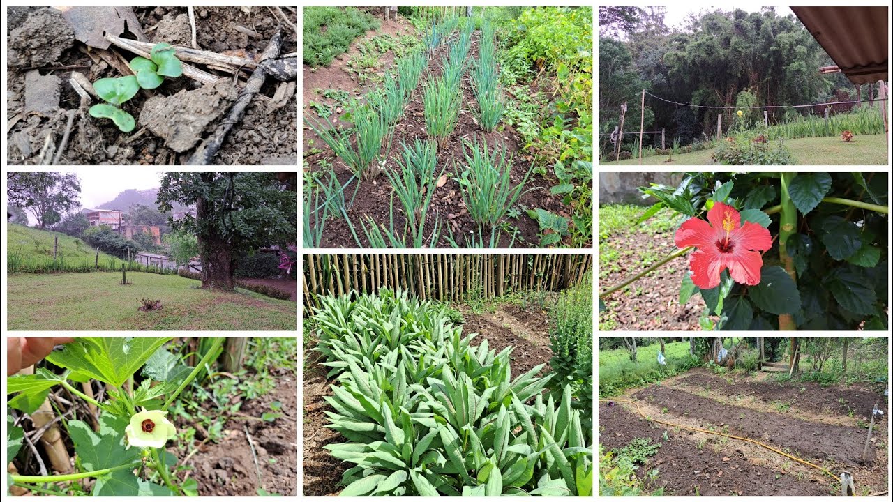 NOSSAS SEMENTES JÁ COMEÇARAM A NASCER|O QUIABO COMEÇOU A PRODUZIR ...