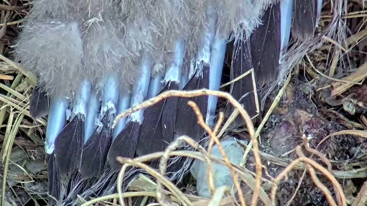 SWFL Eagles~Nicely growing pin feathers 😊~4:50 pm 2023/01/30 - YouTube