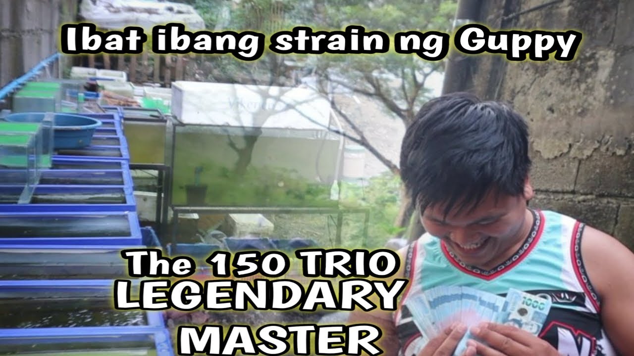 150 Trio Guppy MASTER kumita ng 180,000 pesos LEGIT!😱Baliw na breeder ...