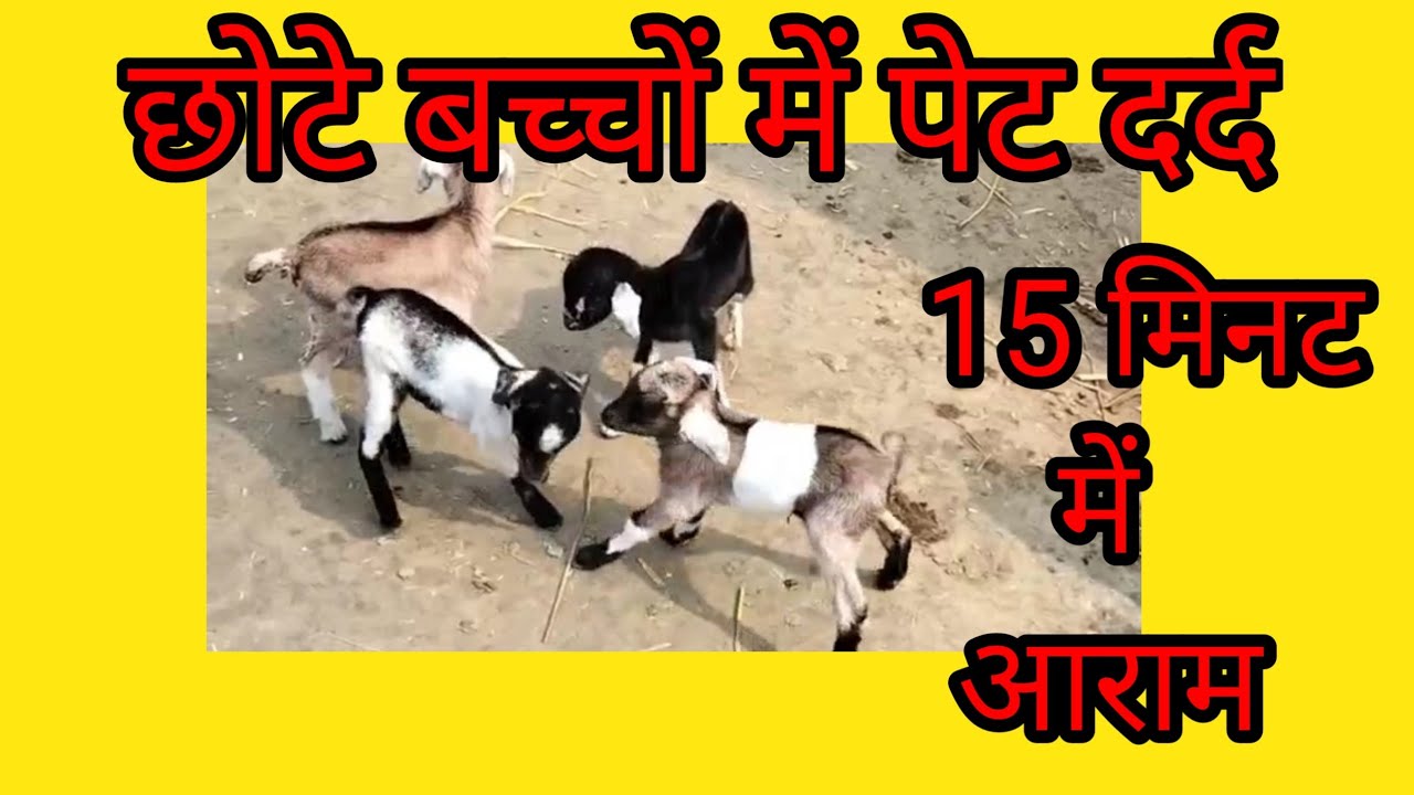 Chhote memna ko pet dard//बकरी के बच्चे के पेट में दर्द। bakre ke pet ...