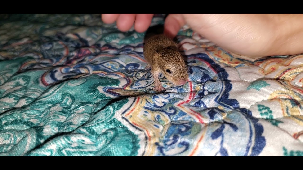 Orphaned Baby Mouse/Vole, Hand Rearing-Day 5 , approx 2wks of age, set ...