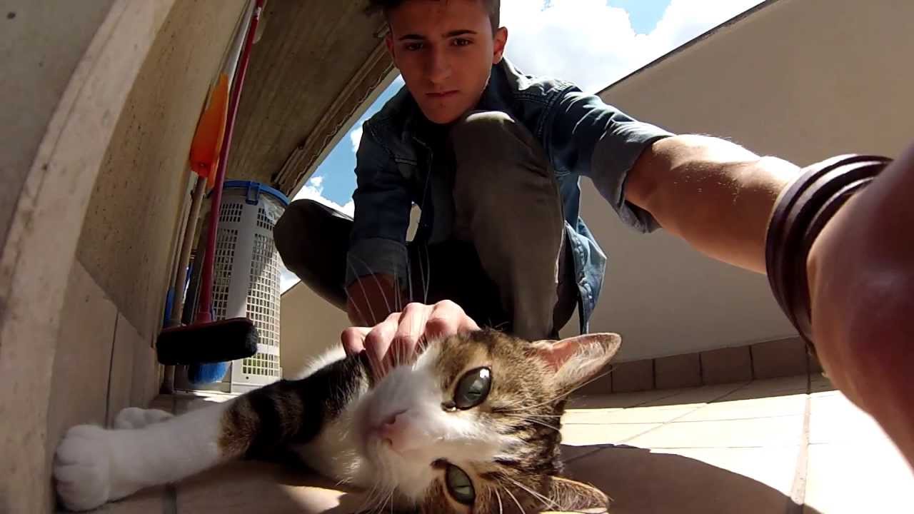 MAN vs CAT - YouTube