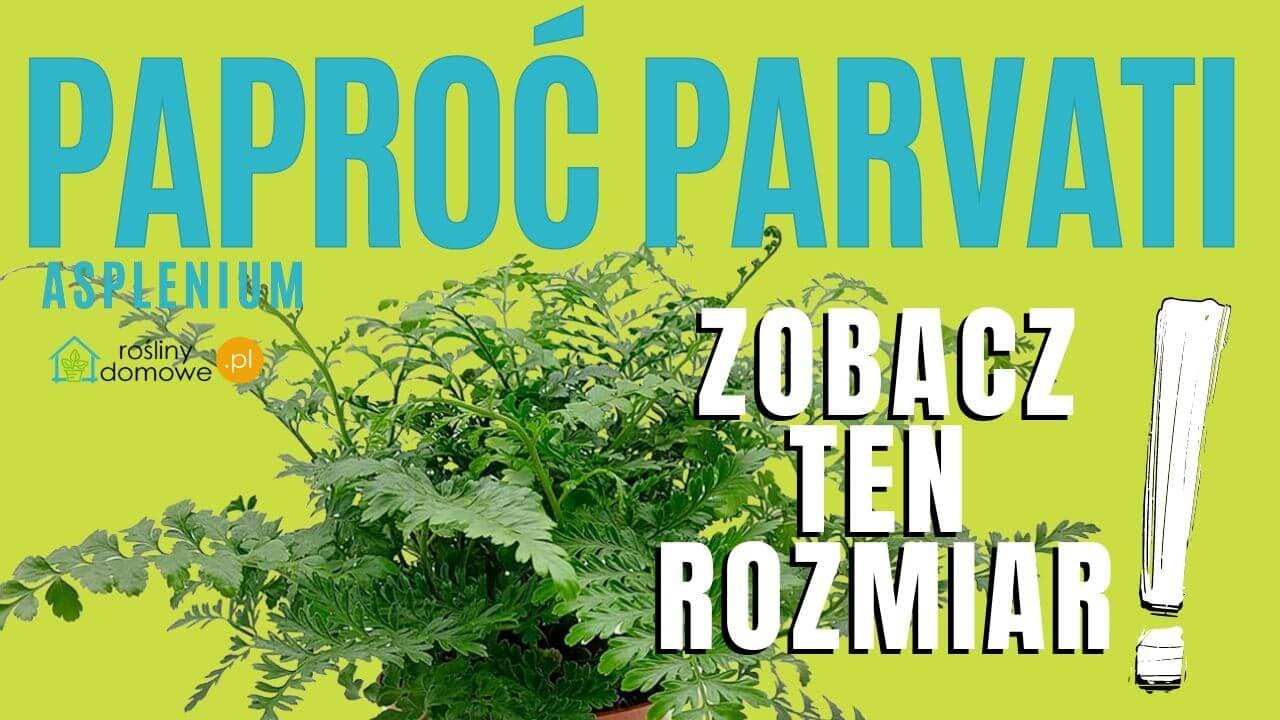 Paproć Parvati Asplenium #paproc #roslina #sadzonki #egzotyka # ...