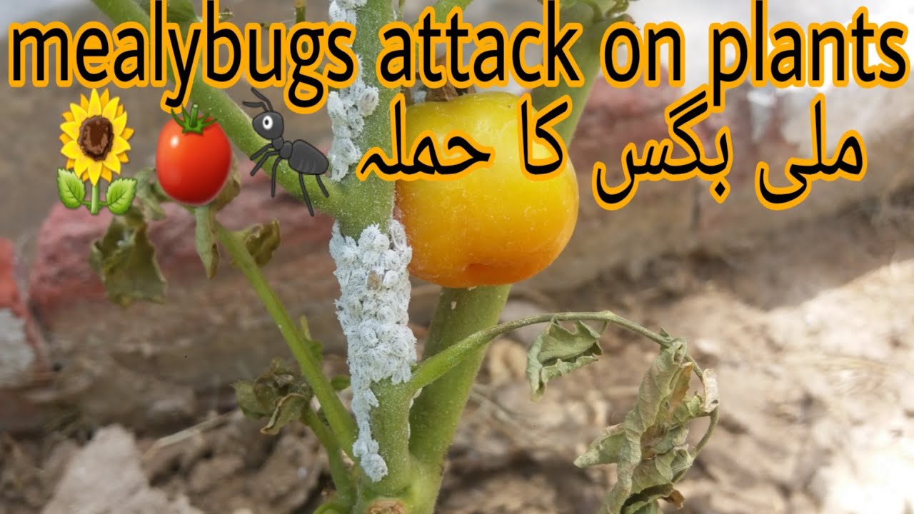 Mealybug destroyer/attack of mealybugs/food chain in urdu/hindi - YouTube