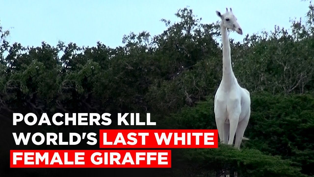 World's Only Female White Giraffe And Her Calf Killed In Kenya - YouTube