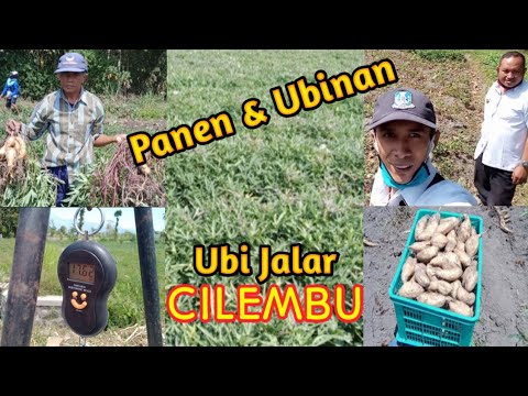 HASIL PANEN DAN UBINAN UBI JALAR CILEMBU II ANAK CAPING - YouTube